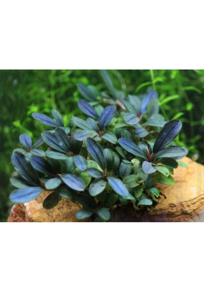 Bucephalandra 'Blue Green' - I.F. cserepes