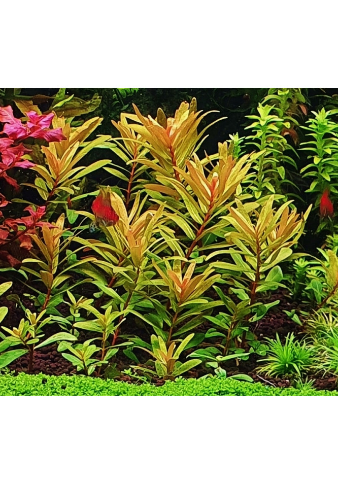 Pogostemon stellata /Eustralis/ - I.F. cserepes