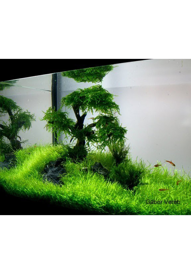 AQUA WEEK P-series P900 PRO-APP 3.0 Control RGB+UV LED világítás akár ...