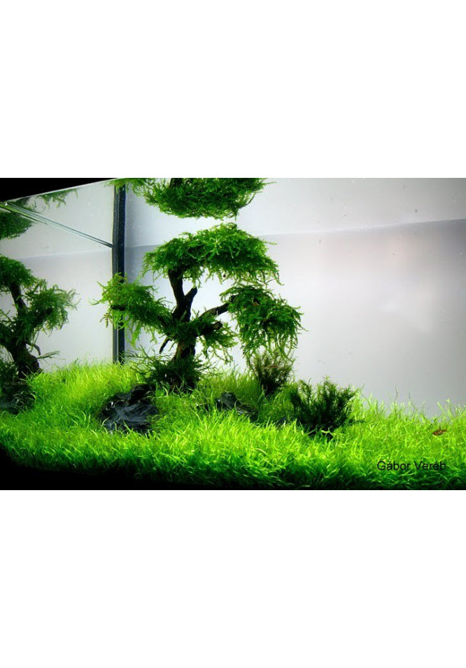 AQUA WEEK P-series P1200 PRO-APP 3.0 Control RGB+UV LED világítás akár ...