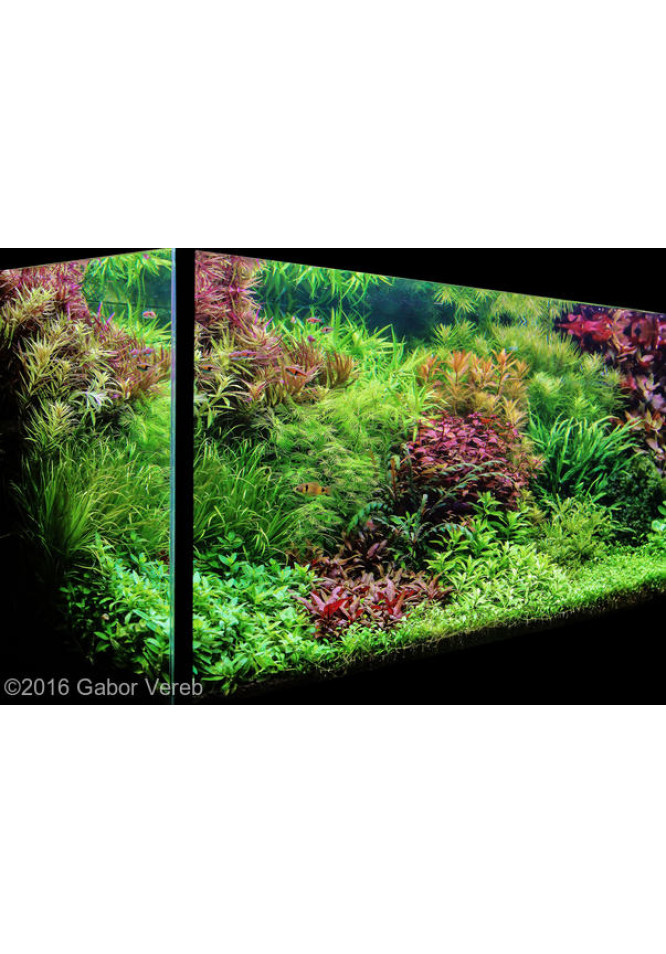 AQUA WEEK P-series P1200 PRO-APP 3.0 Control RGB+UV LED világítás akár ...