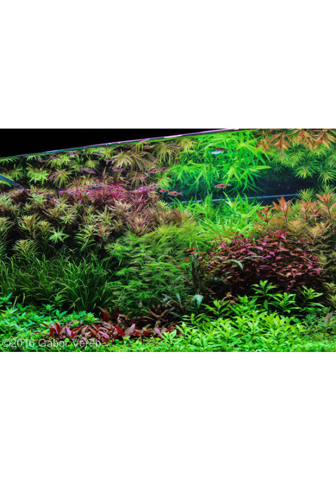 AQUA WEEK P-series P1200 PRO-APP 3.0 Control RGB+UV LED világítás akár ...