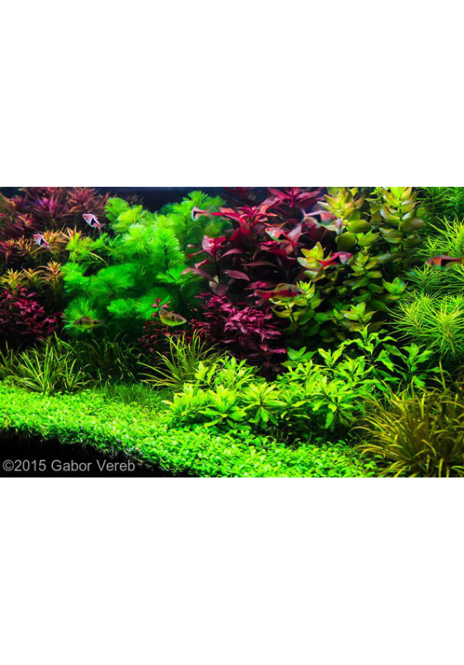 AQUA WEEK P-series P900 PRO-APP 3.0 Control RGB+UV LED világítás akár ...