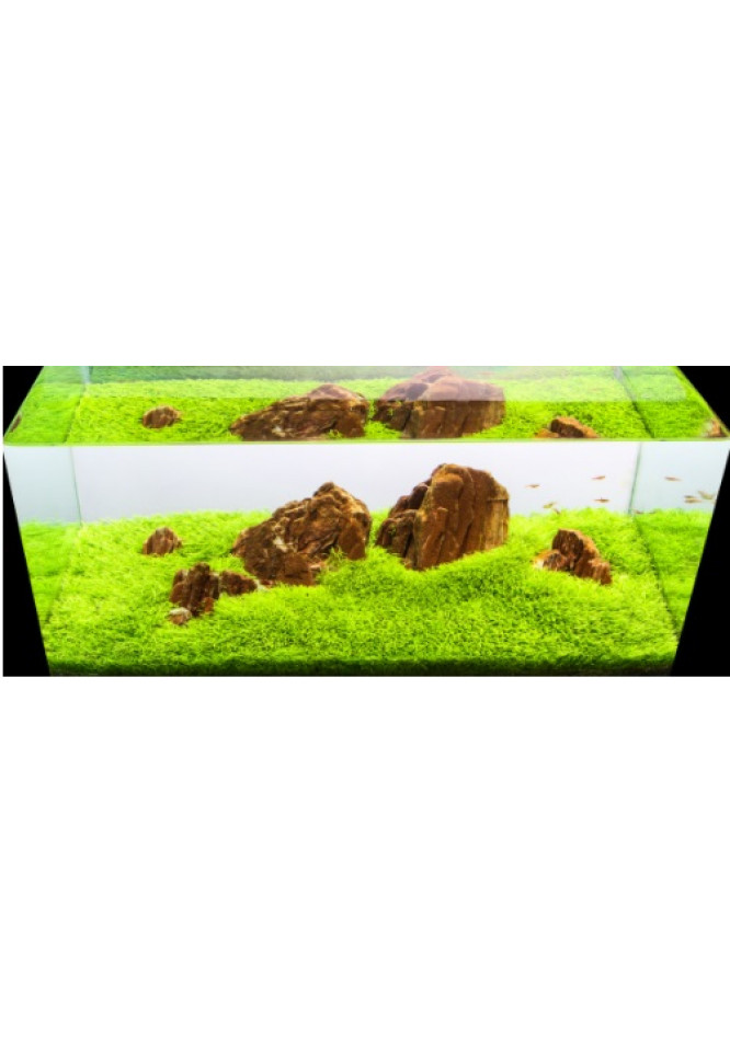 AQUA WEEK P-series P1200 PRO-APP 3.0 Control RGB+UV LED világítás akár ...