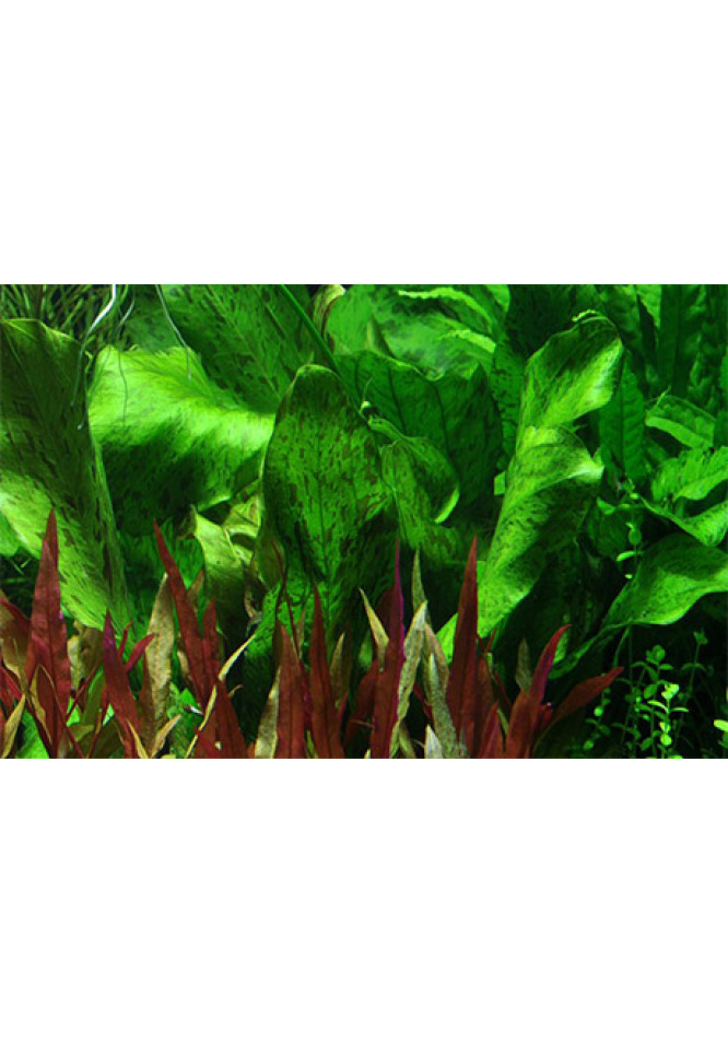 XL Echinodorus 'Ozelot Green' - Tropica