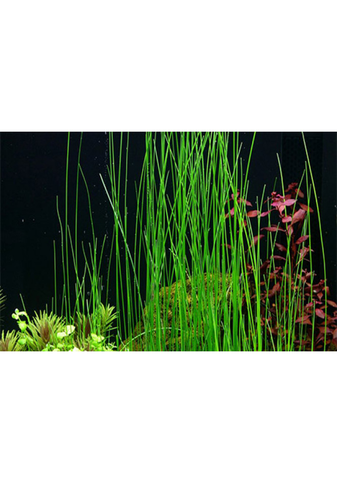 Eleocharis sp. montevidensis - Tropica