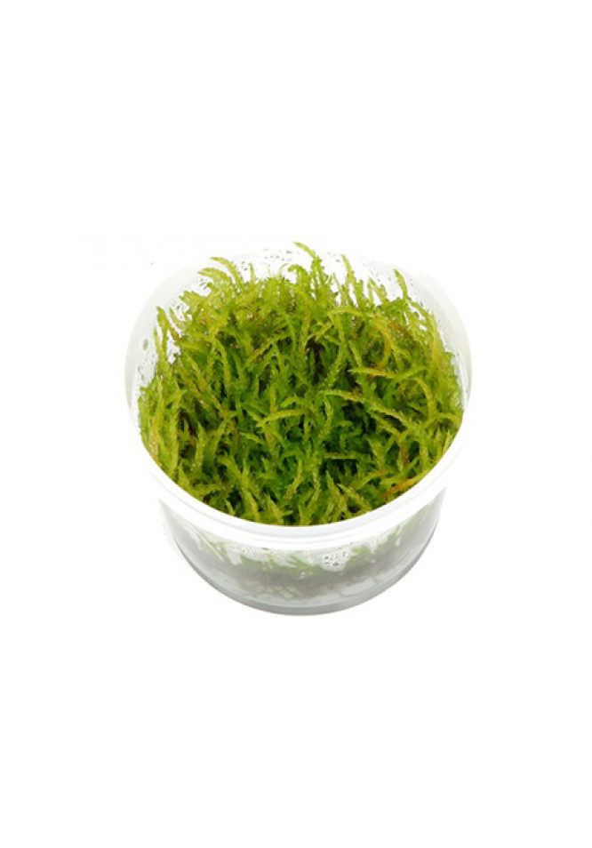 Vesicularia ferriei 'Weeping' - Tropica steril